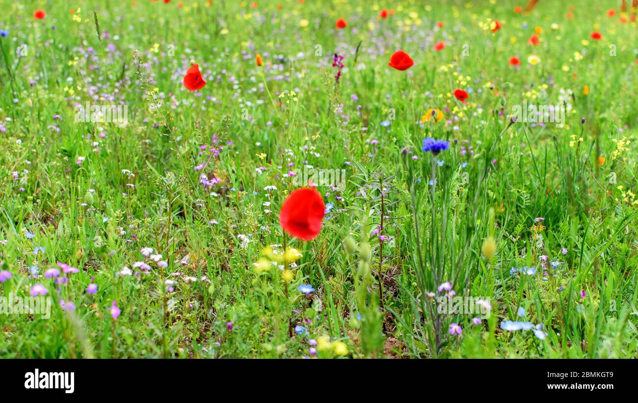 Fresh spring wild flowers and grass on the rural meadow Stock Photo - Alamy