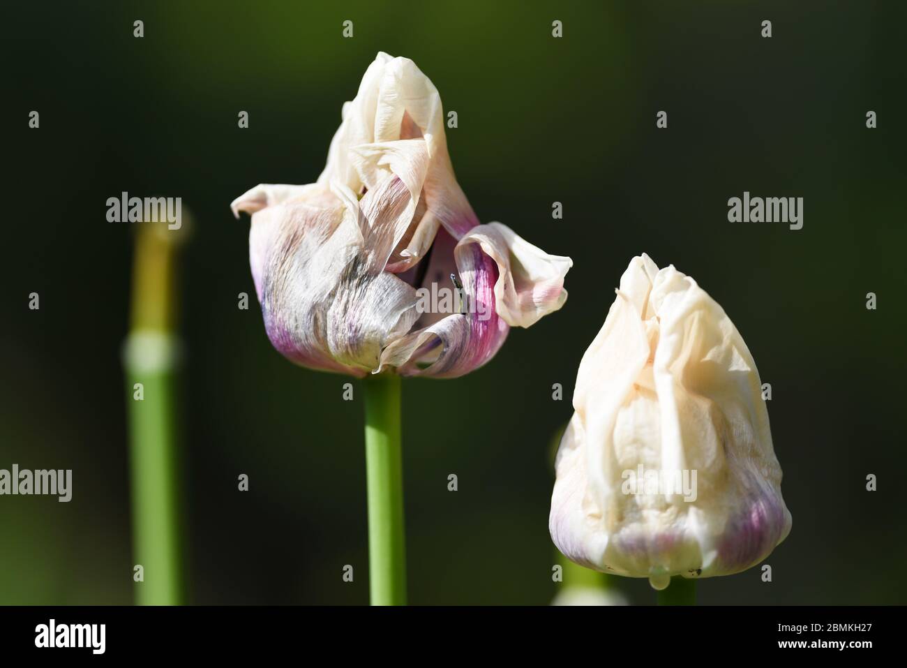 Faded or dying tulip buds Stock Photo - Alamy