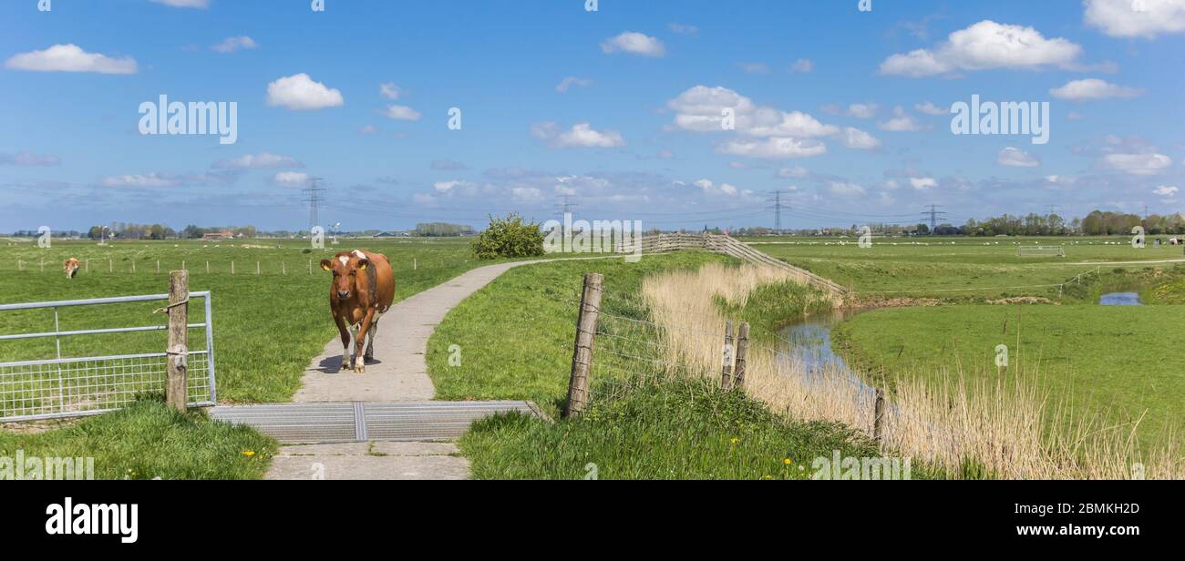 Panorama of a brown Holstein cow in front of a cattle grid in Groningen ...