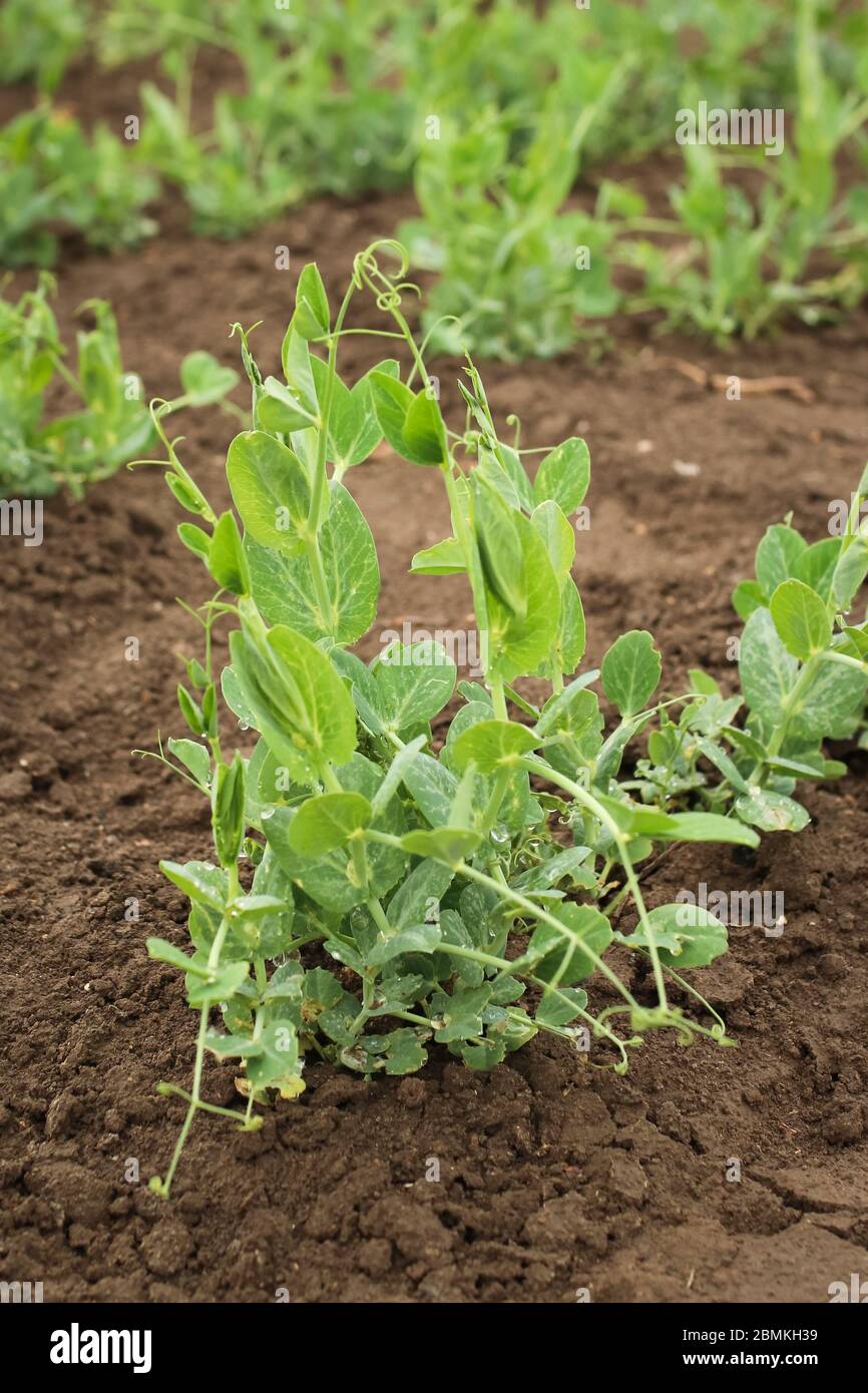 Pea plants hi-res stock photography and images - Alamy