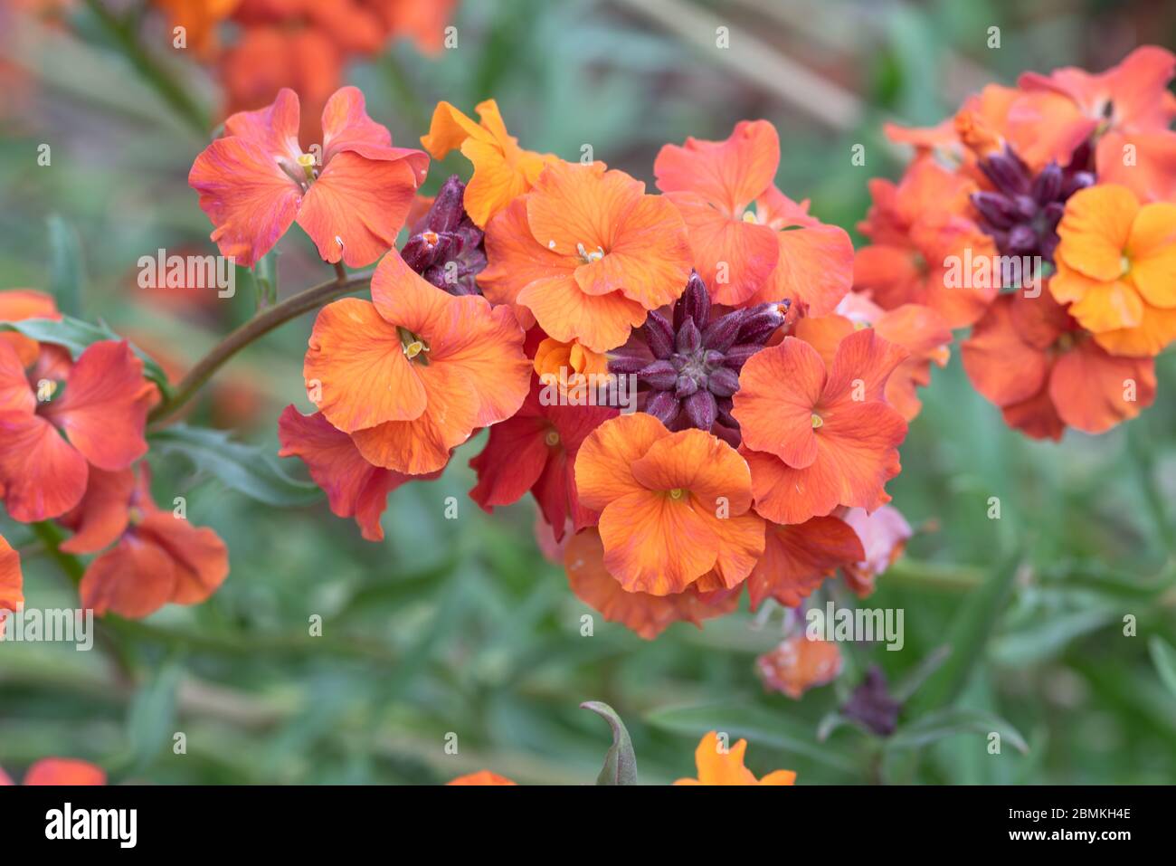 Wall Flower, orange Erysimum Stock Photo - Alamy