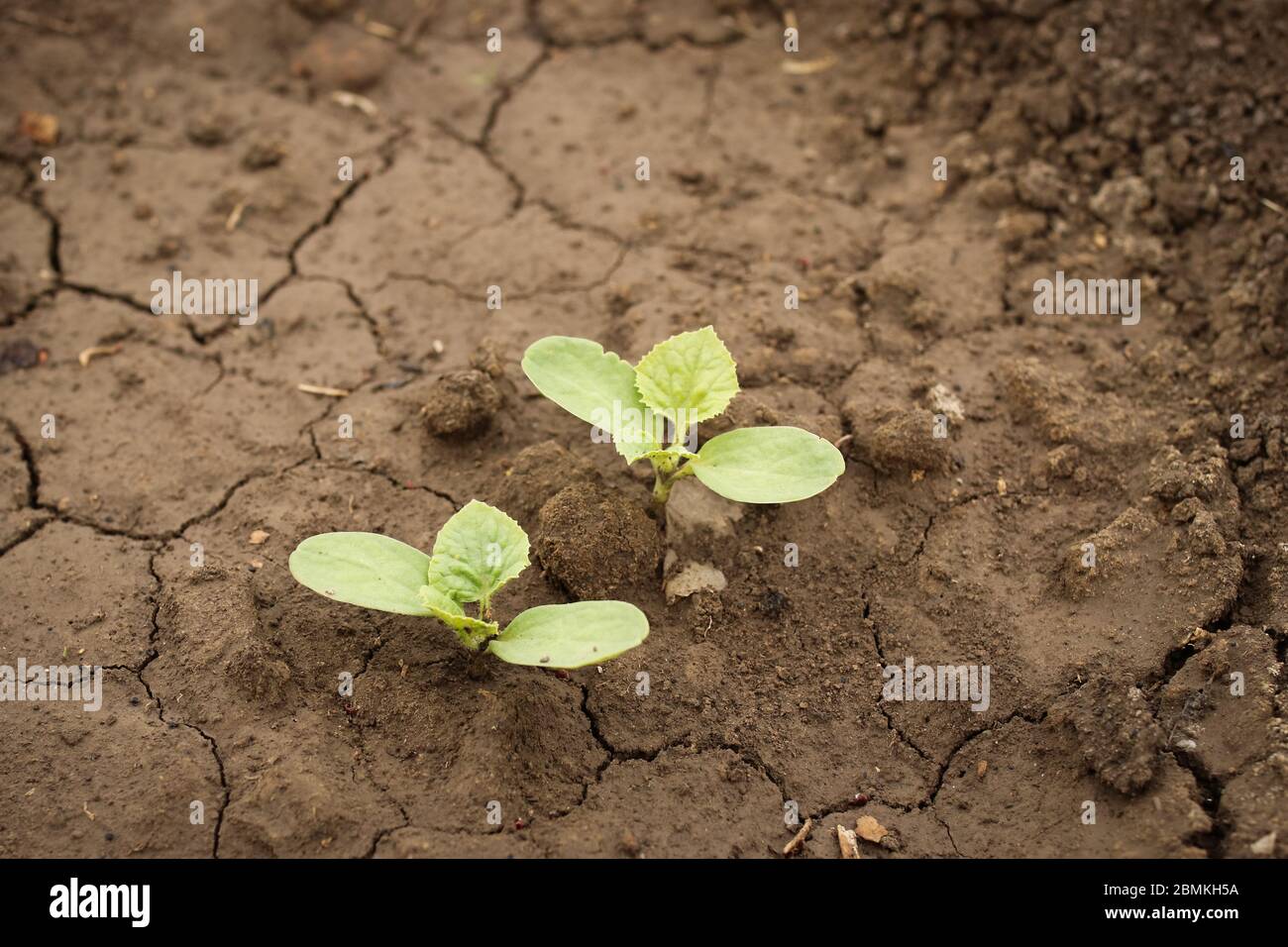 Young watermelon plants hi-res stock photography and images - Alamy