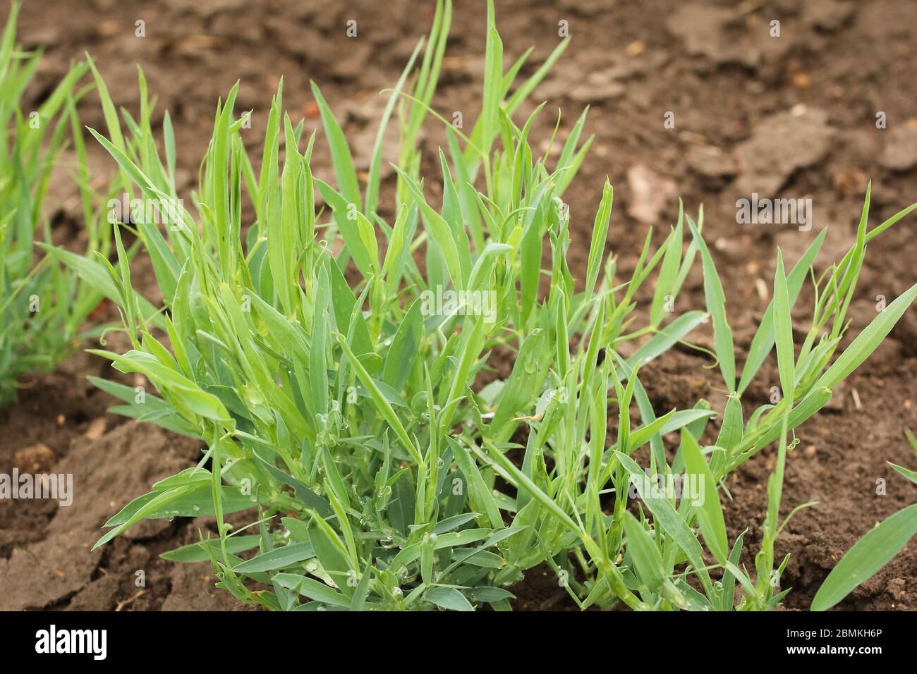 Sowing rank, Chickling, Chickling vetch young plants on a field Stock ...