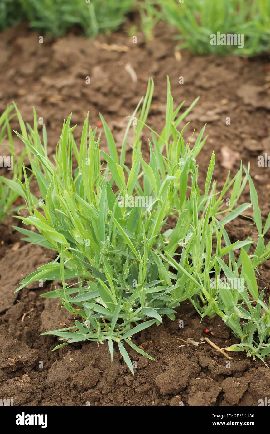 Sowing rank, Chickling, Chickling vetch young plants on a field Stock ...