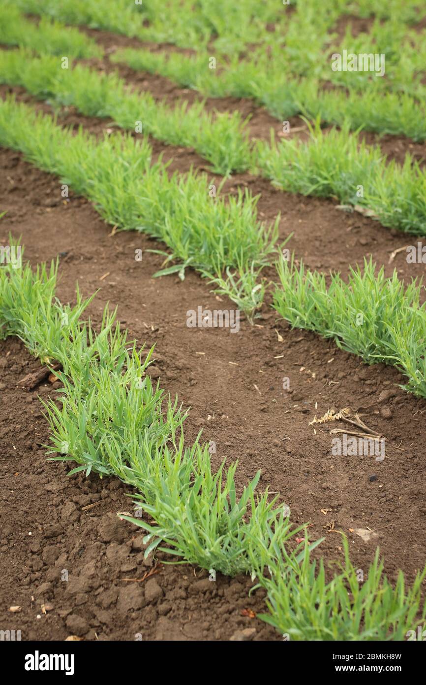 Sowing rank, Chickling, Chickling vetch young plants on a field Stock ...