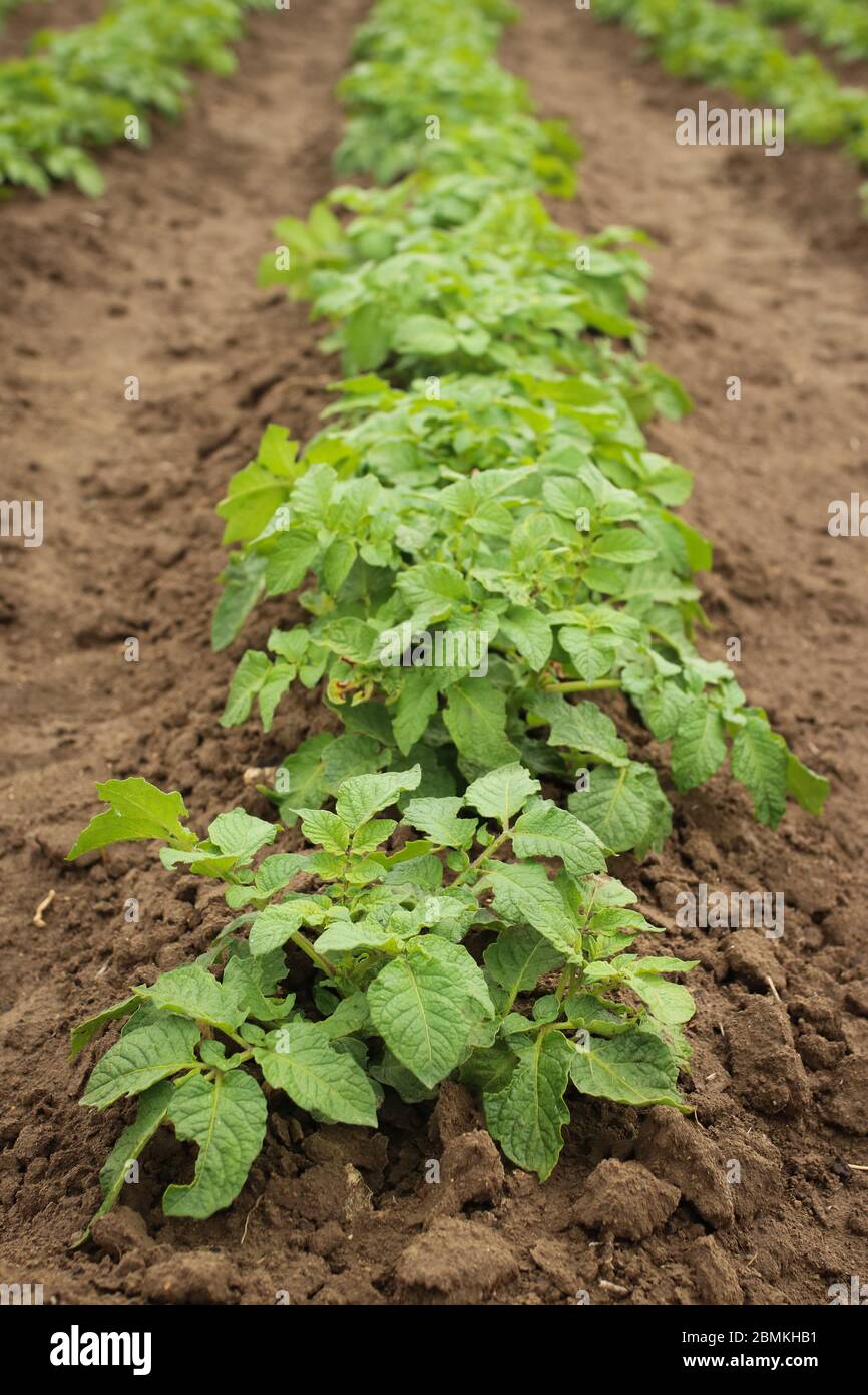 Growing potato hi-res stock photography and images - Alamy
