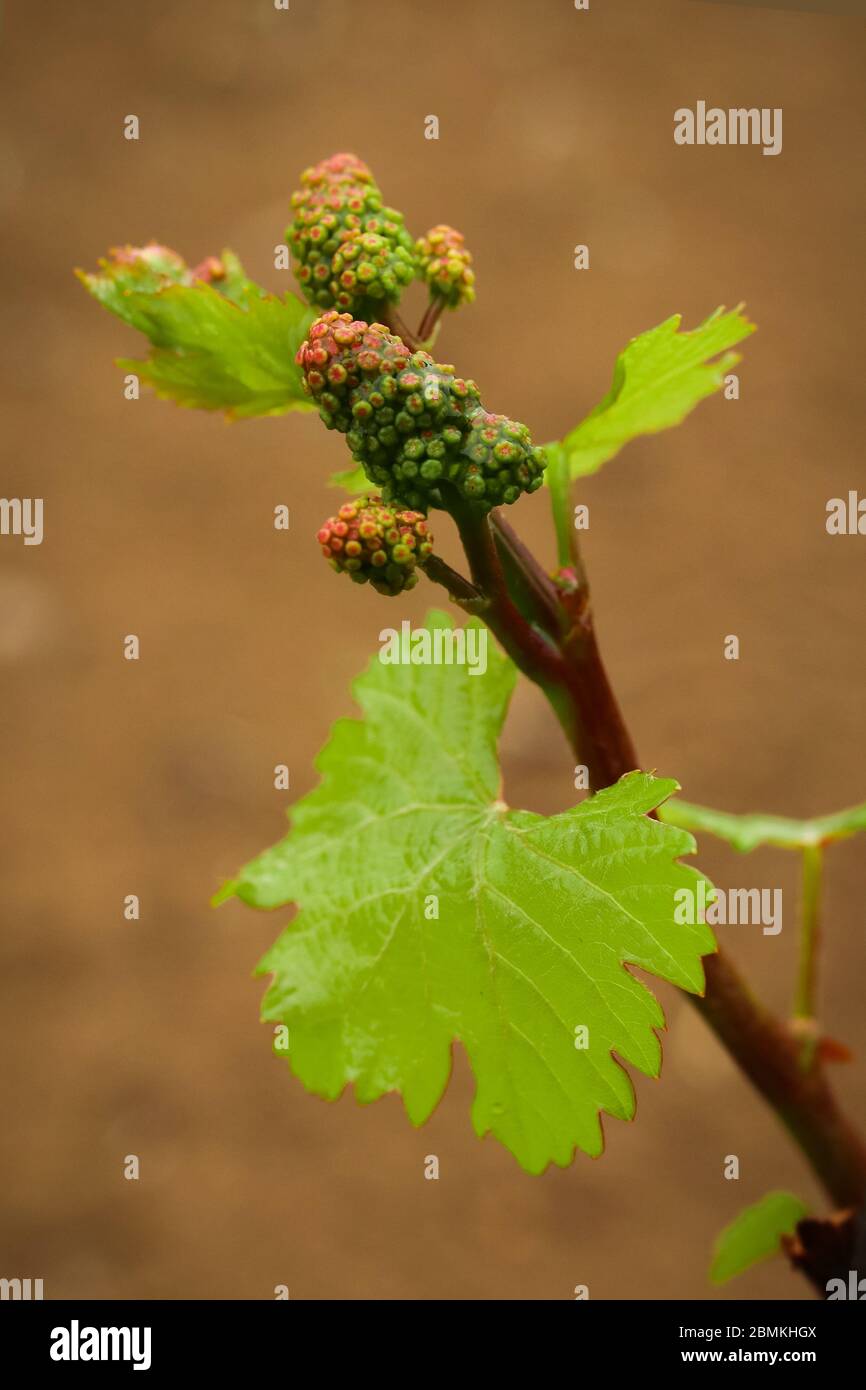 Growing of grape hi-res stock photography and images - Alamy