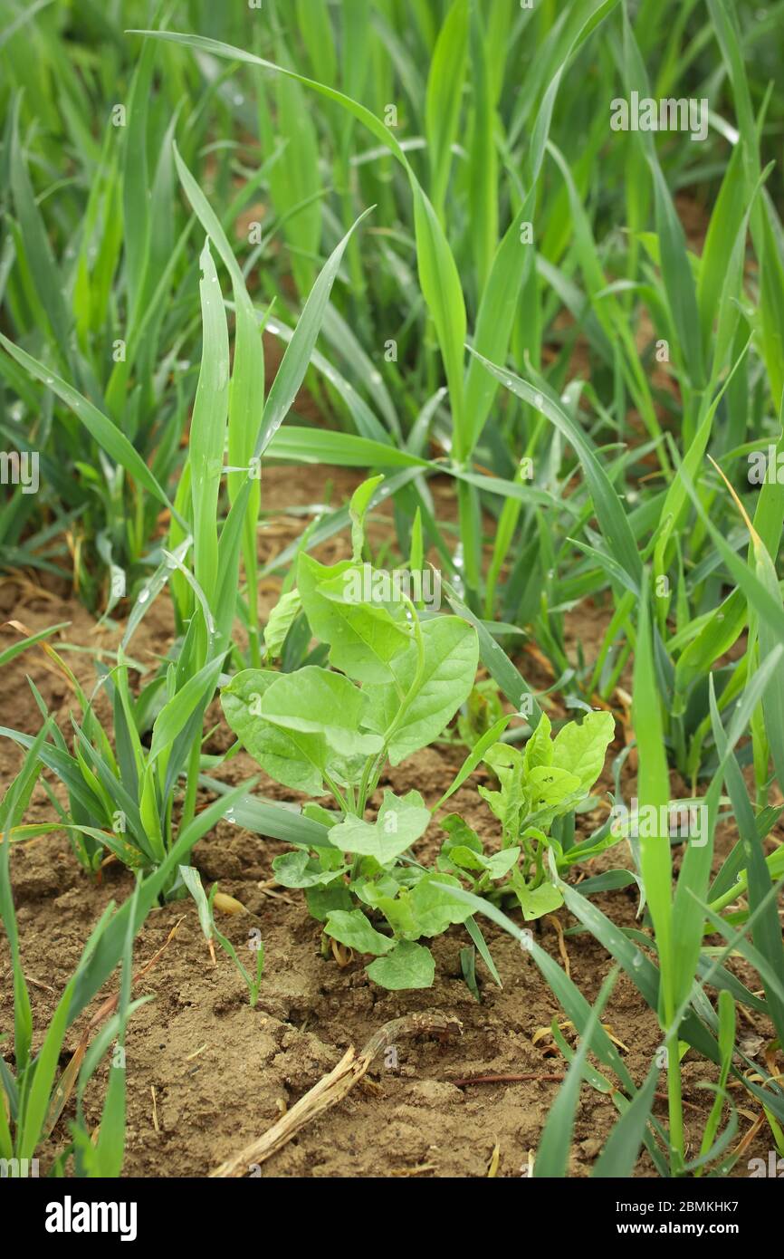 Agricultural weeds hi-res stock photography and images - Alamy