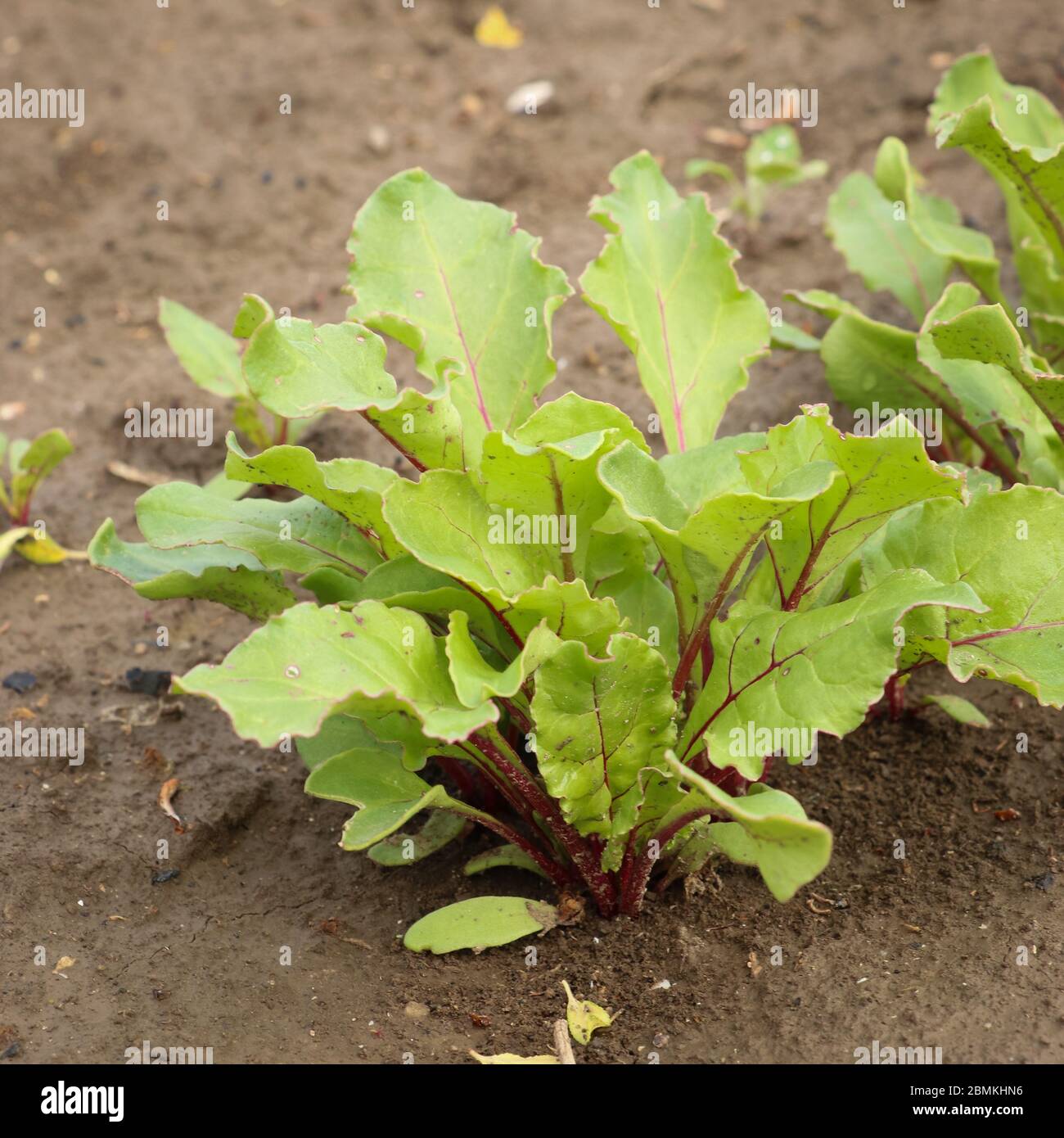 Beetroot seedlings hi-res stock photography and images - Alamy