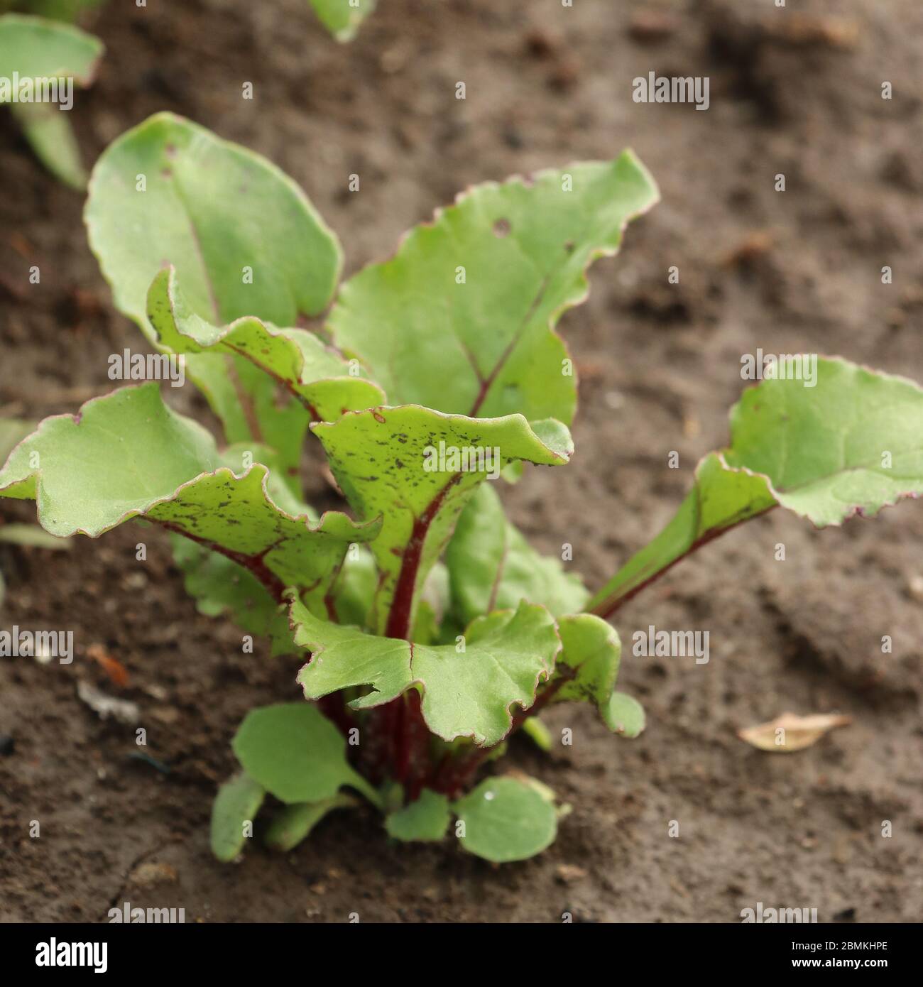 Beetroot seedlings hi-res stock photography and images - Alamy