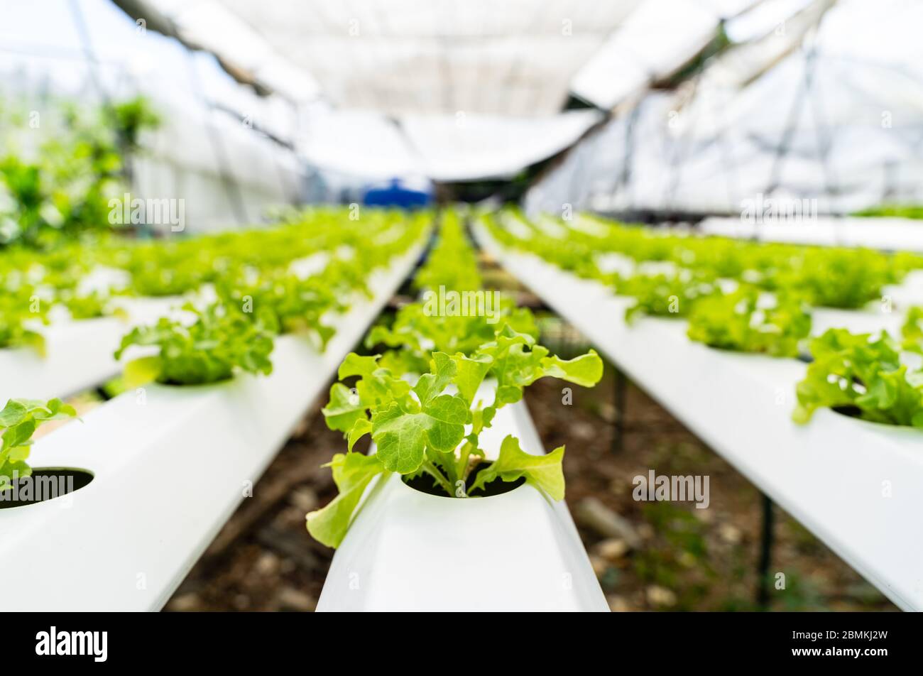 Smart farming hi-res stock photography and images - Alamy