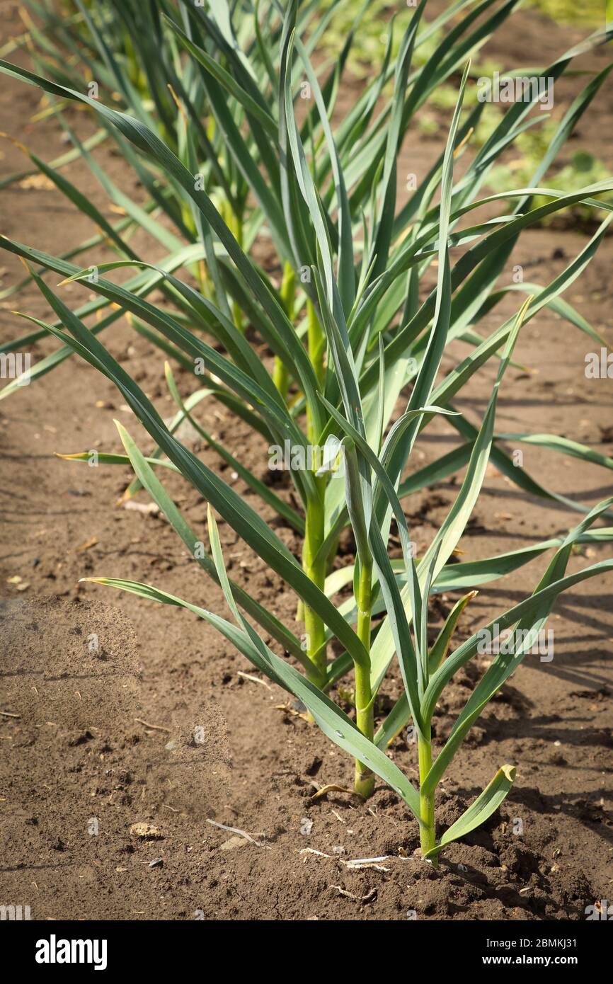 Garlic growing in a field, garden Stock Photo - Alamy