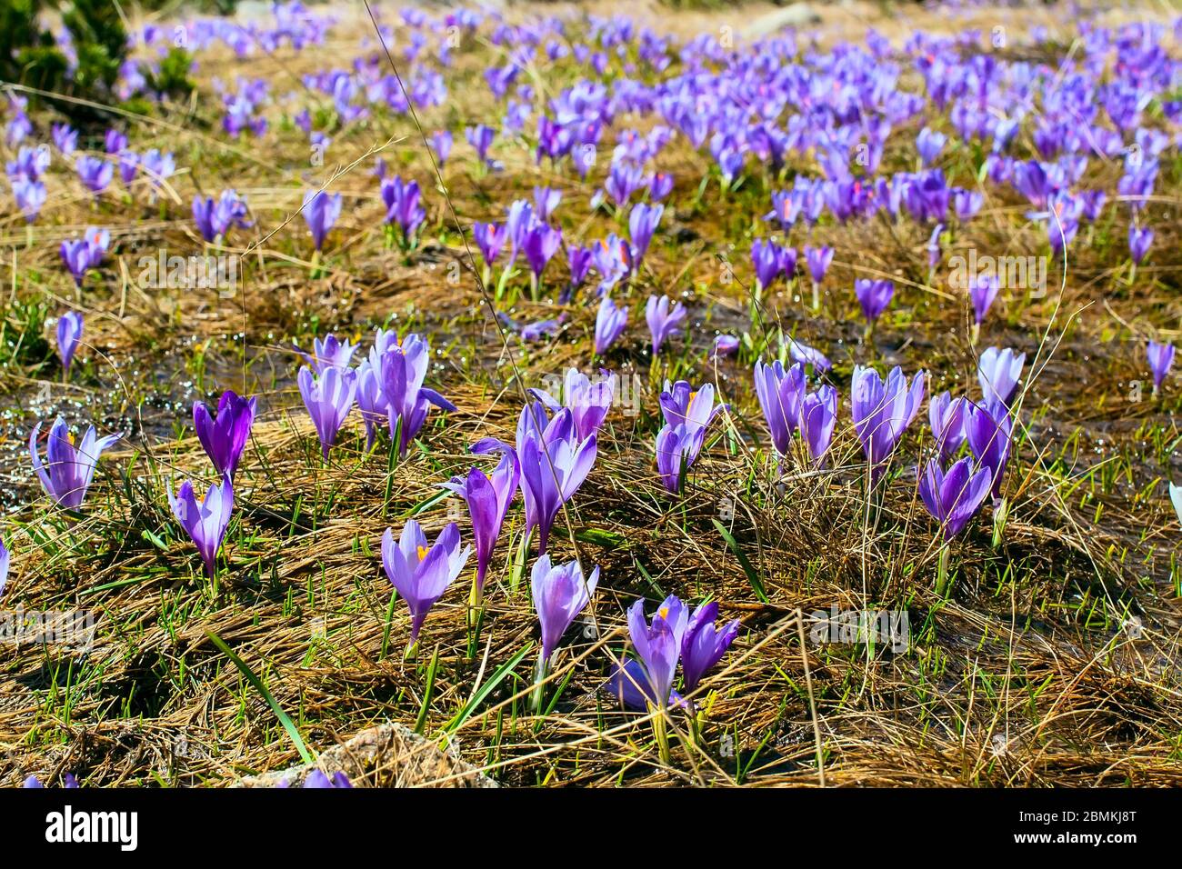 Spring background with field of blooming crocuses spring flowers Stock ...