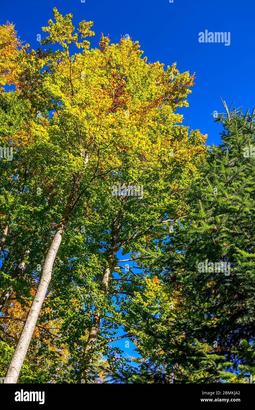autumn trees background with colorful green, red and yellow forest ...