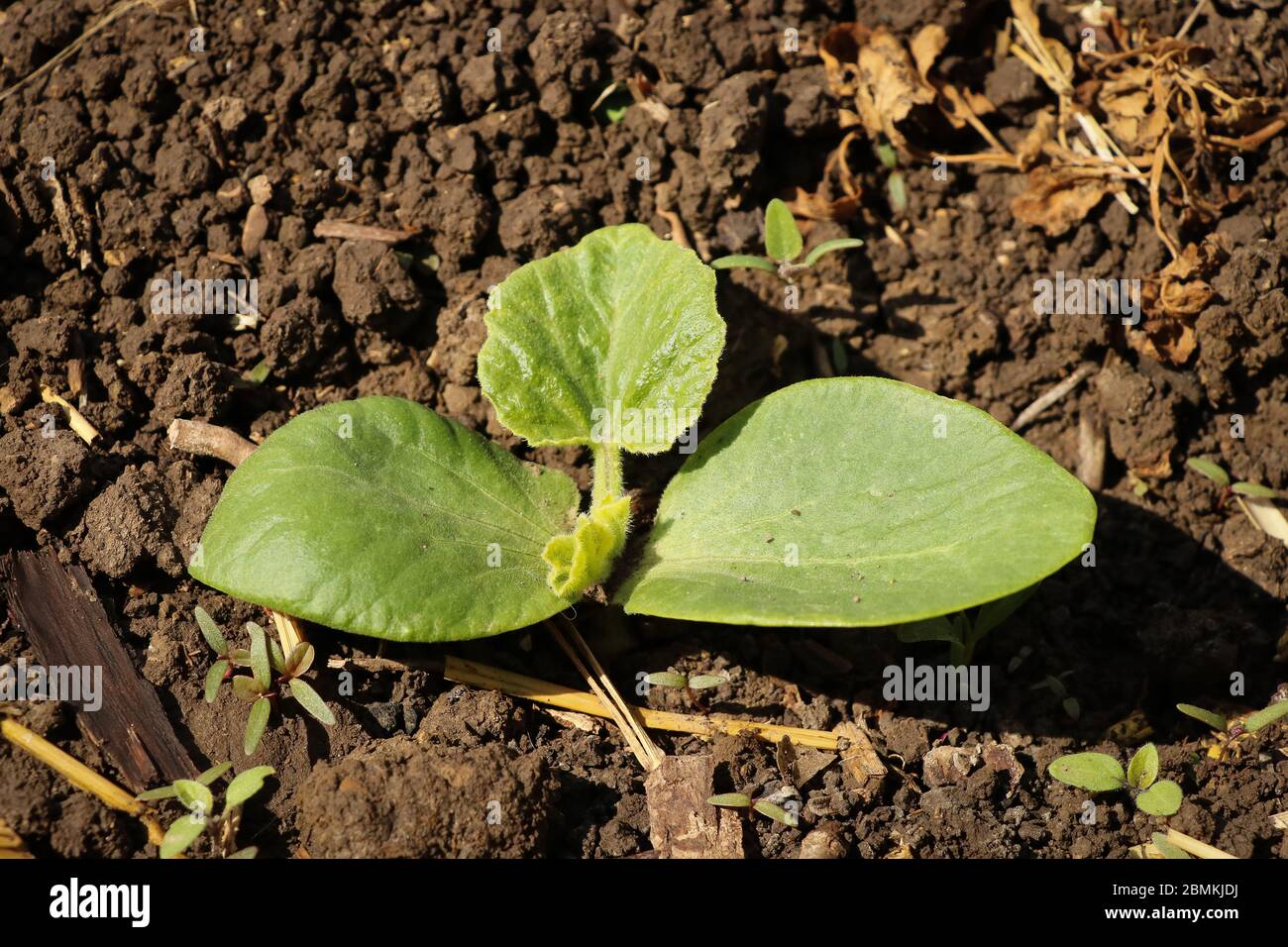 Zucchini, squash seedlings on a farm Stock Photo - Alamy