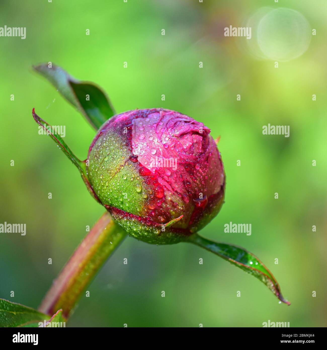 Budding peony hi-res stock photography and images - Alamy