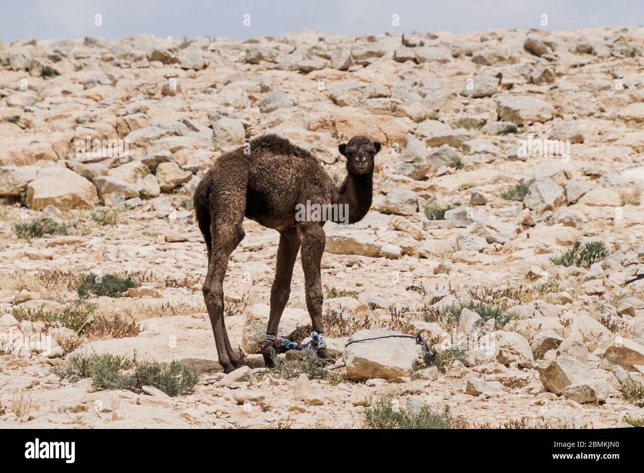 Hobbled legs hi-res stock photography and images - Alamy