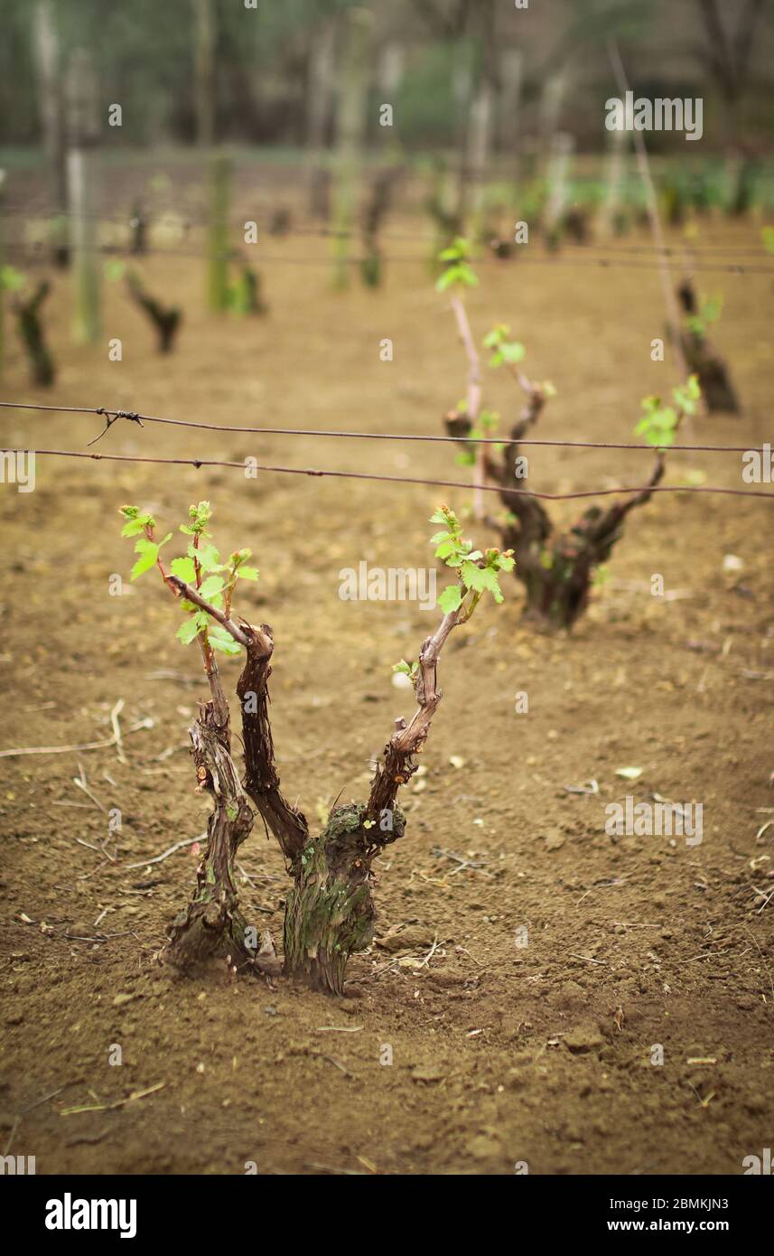 Grape bush hi-res stock photography and images - Alamy