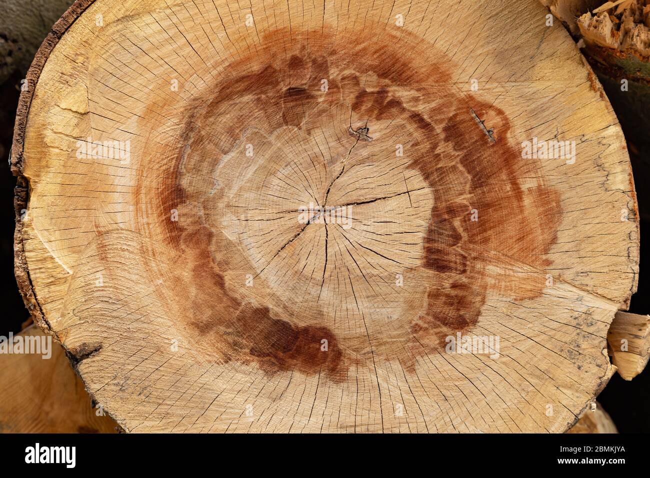 Stump of a big old tree felled - section of the trunk with annual rings ...