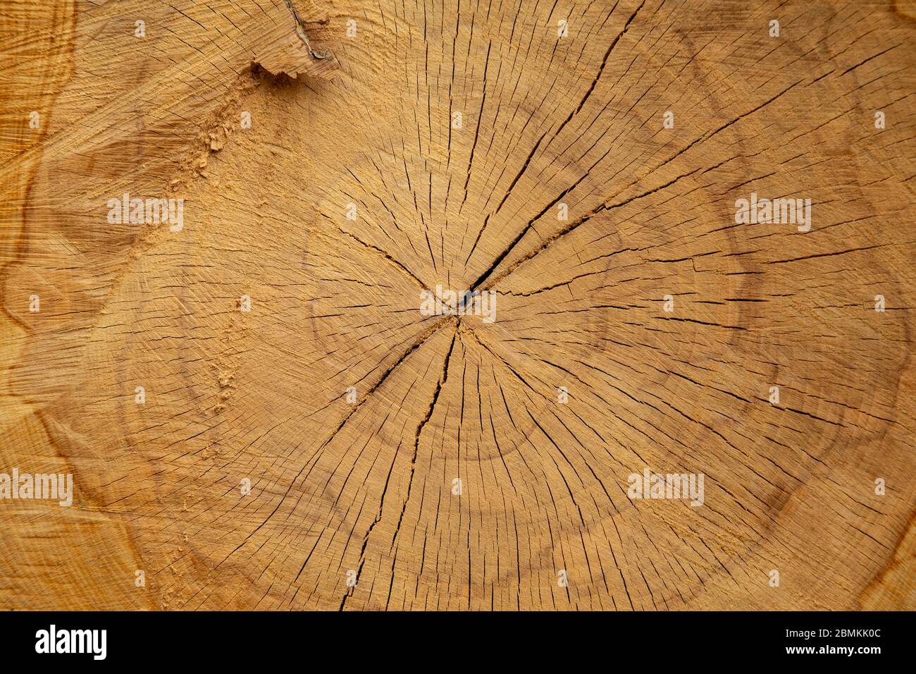 Stump of a big old tree felled - section of the trunk with annual rings ...