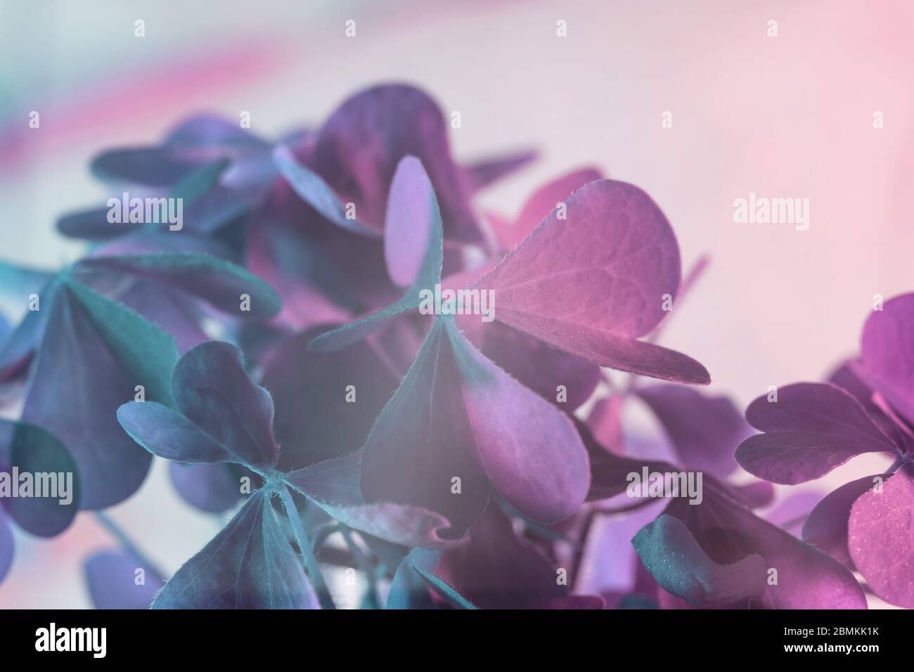 Close up abstract clover color light. Beautiful plant minimal in neon ...