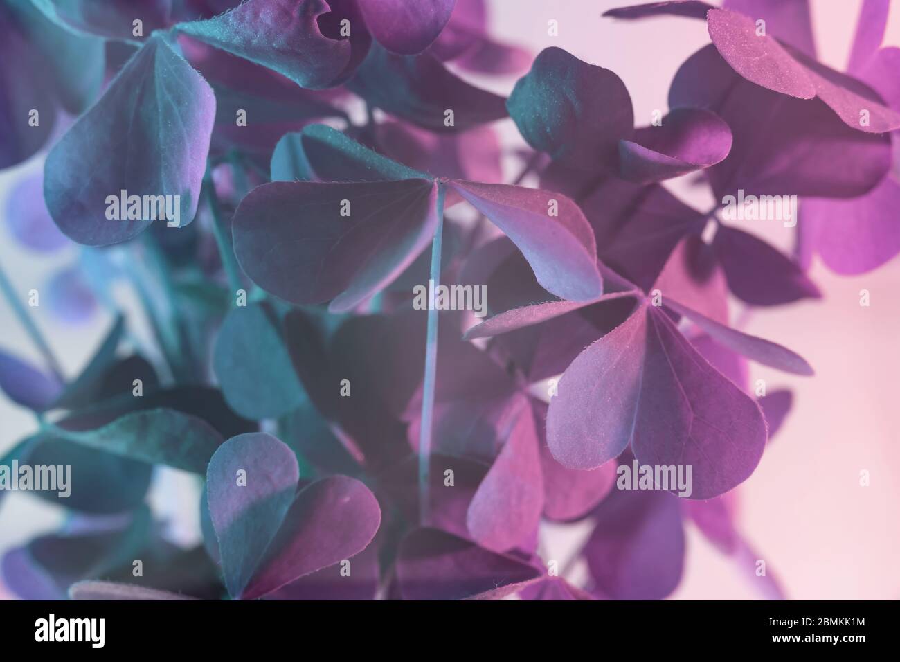 Close up abstract clover color light. Beautiful plant minimal in neon ...