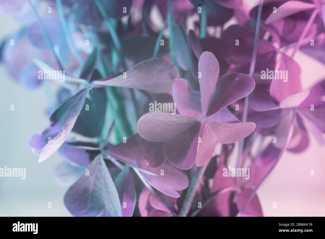 Close up abstract clover color light. Beautiful plant minimal in neon ...