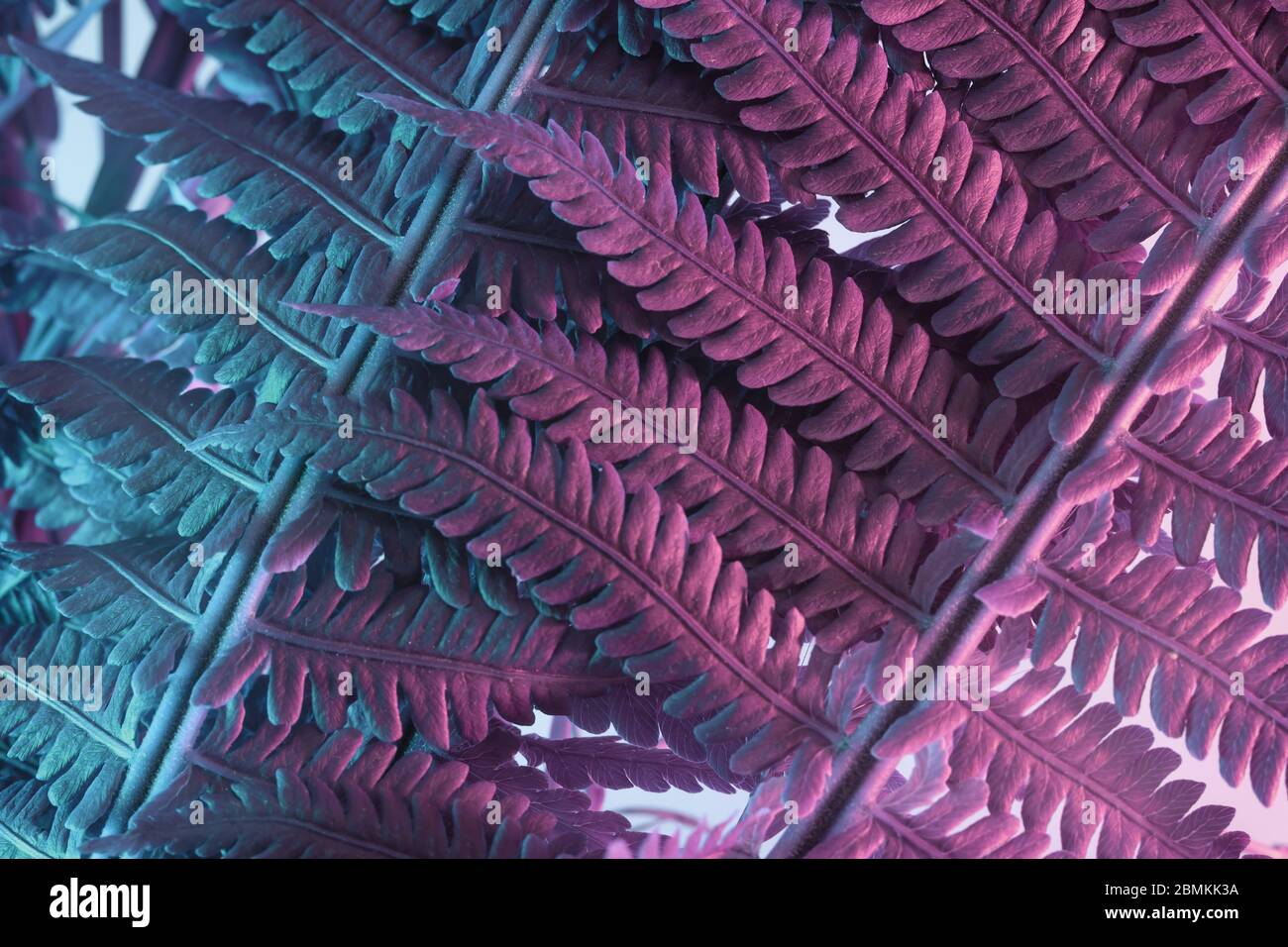 Close up abstract fern plant color pink light. Beautiful plant minimal ...