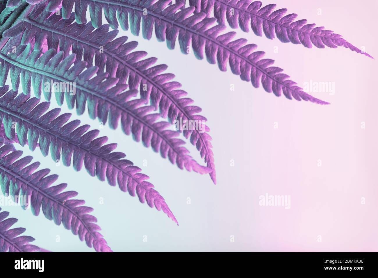 Close up abstract fern plant color pink light. Beautiful plant minimal ...