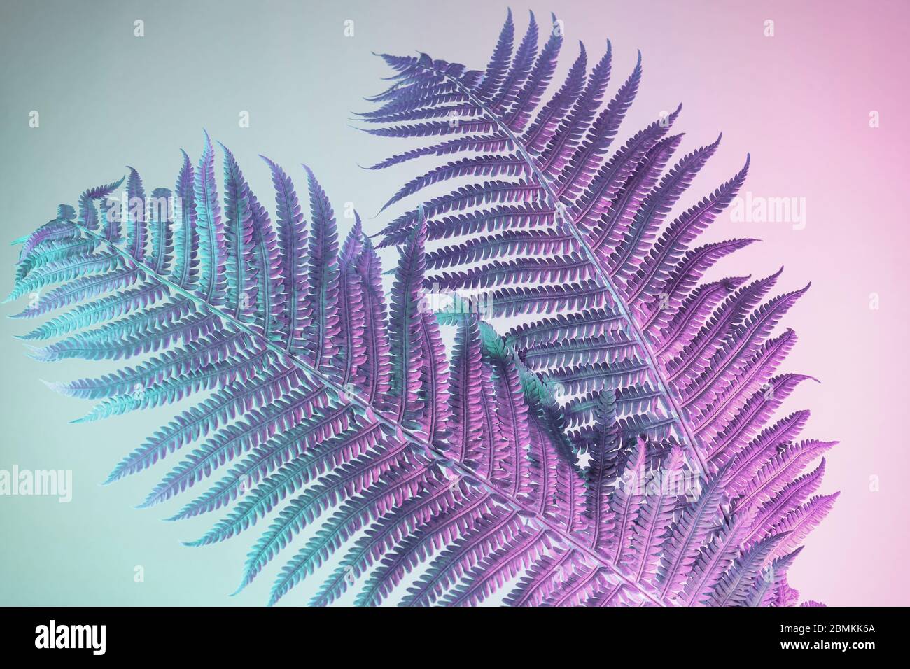 Abstract fern plant color pink light. Beautiful plant minimal in neon ...