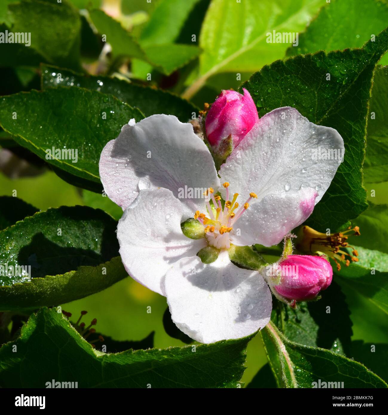 Apple tree petals hi-res stock photography and images - Alamy