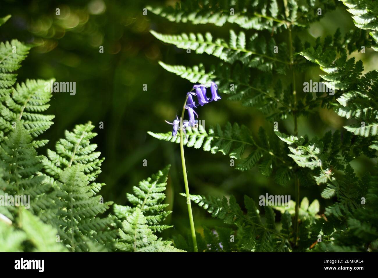 Hedgerow ferns hi-res stock photography and images - Alamy