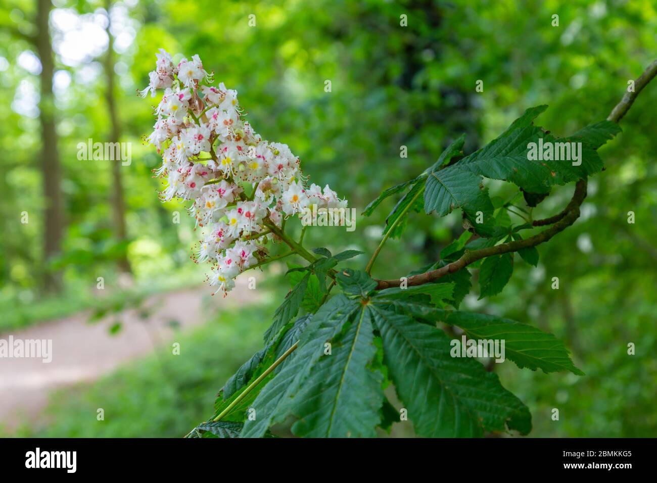 Beatifull blossoming horse chestnuts or Conker tree(Aesculus ...