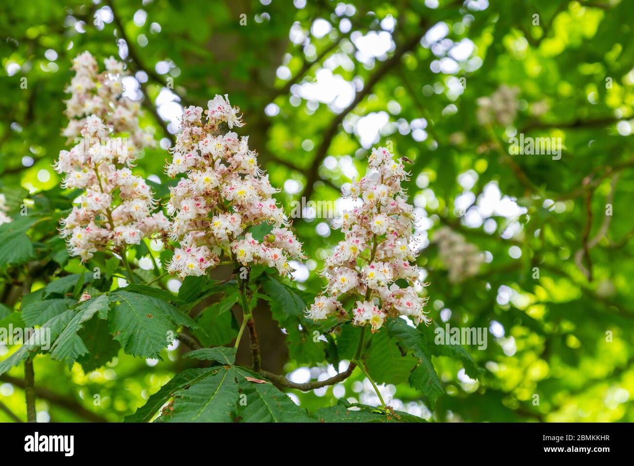 Beatifull blossoming horse chestnuts or Conker tree(Aesculus ...