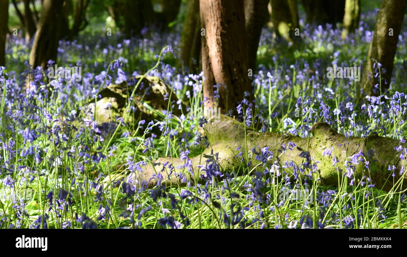 Cornwall woods hi-res stock photography and images - Alamy