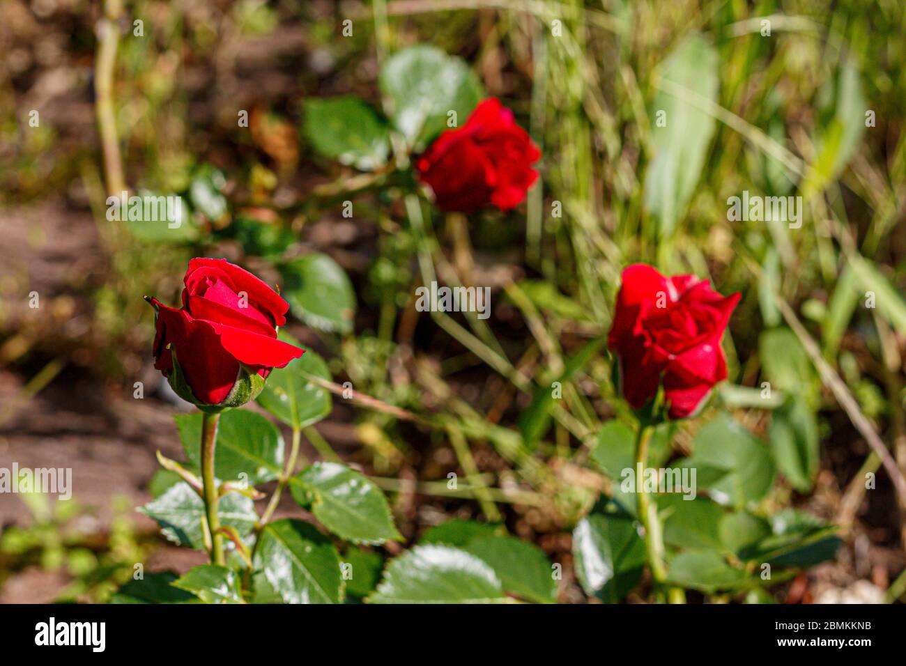 Beautiful Red Rose With Water Drops Close Up Stock Photo - Alamy