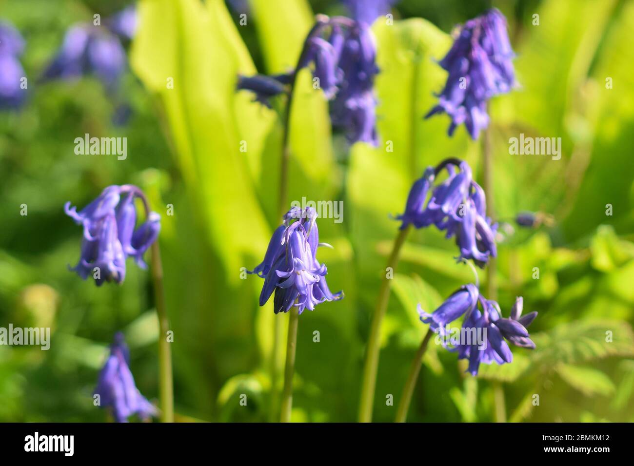 Bluebells in hedgerow with ferns Stock Photo - Alamy