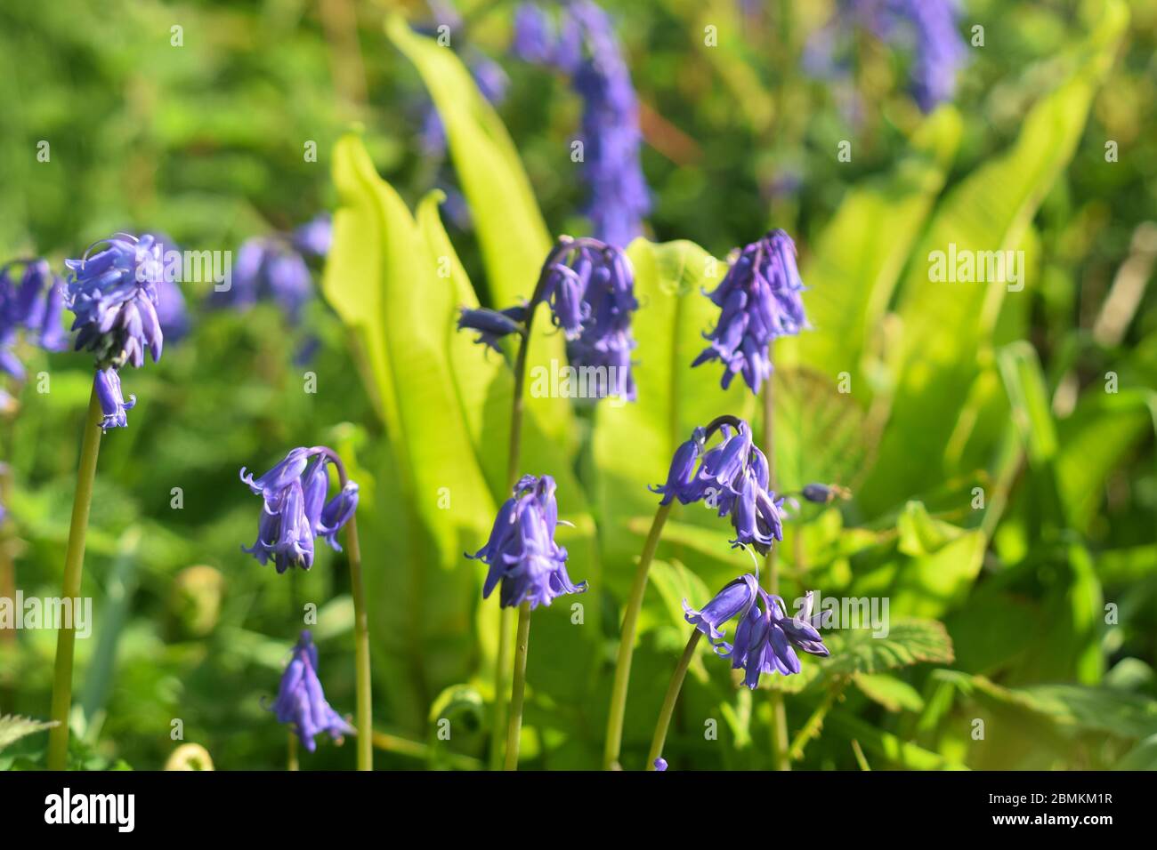 Cornwall Hedgerow Ferns High Resolution Stock Photography and Images ...
