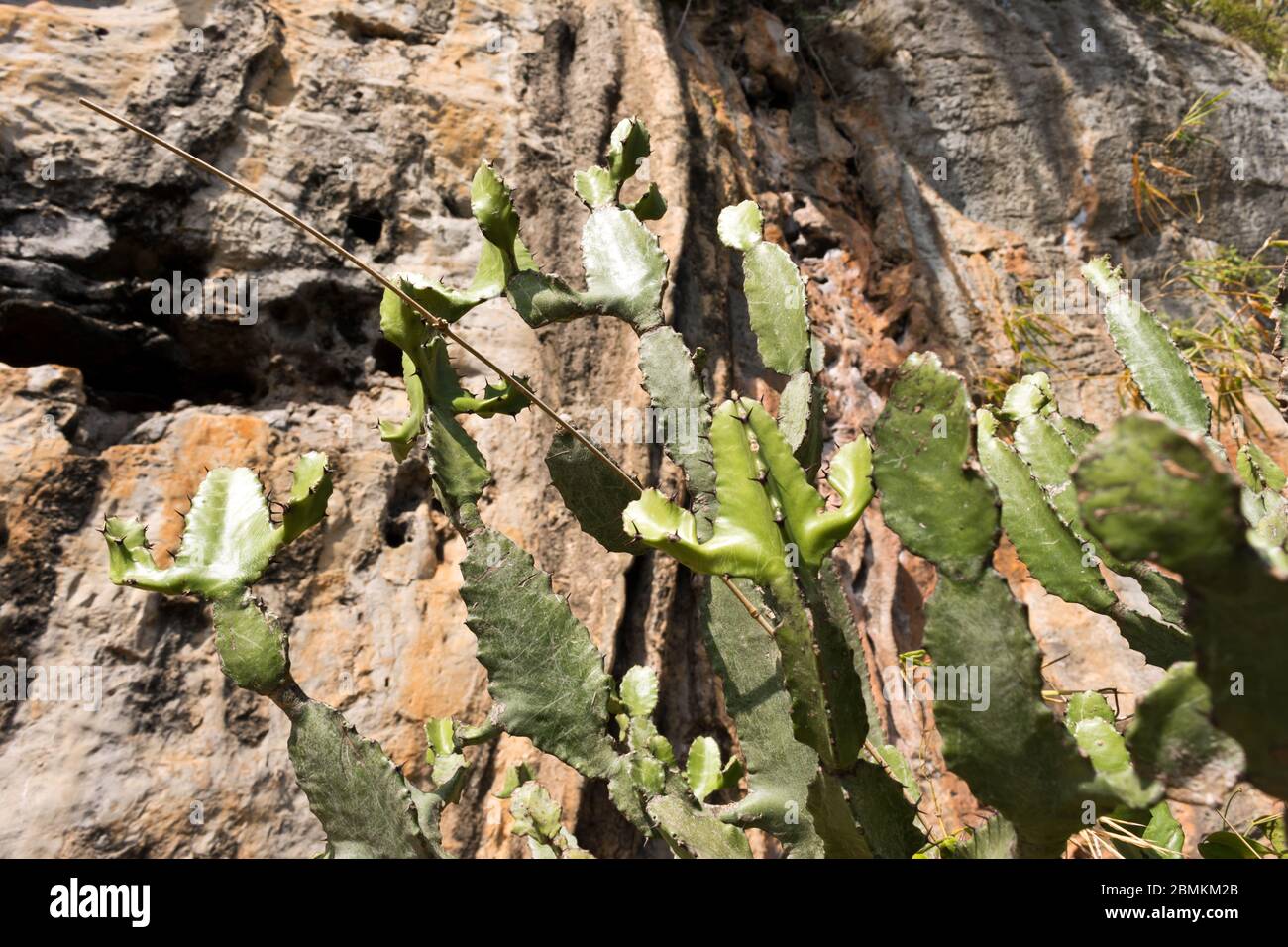 Bat cactus hi-res stock photography and images - Alamy