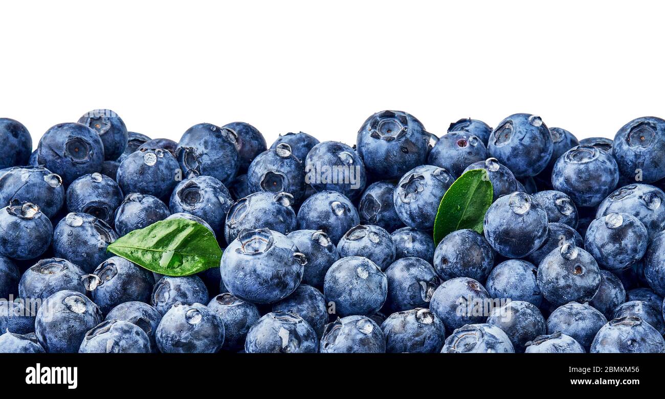 Fresh blueberry background. Blueberry leaves with berries and drops ...