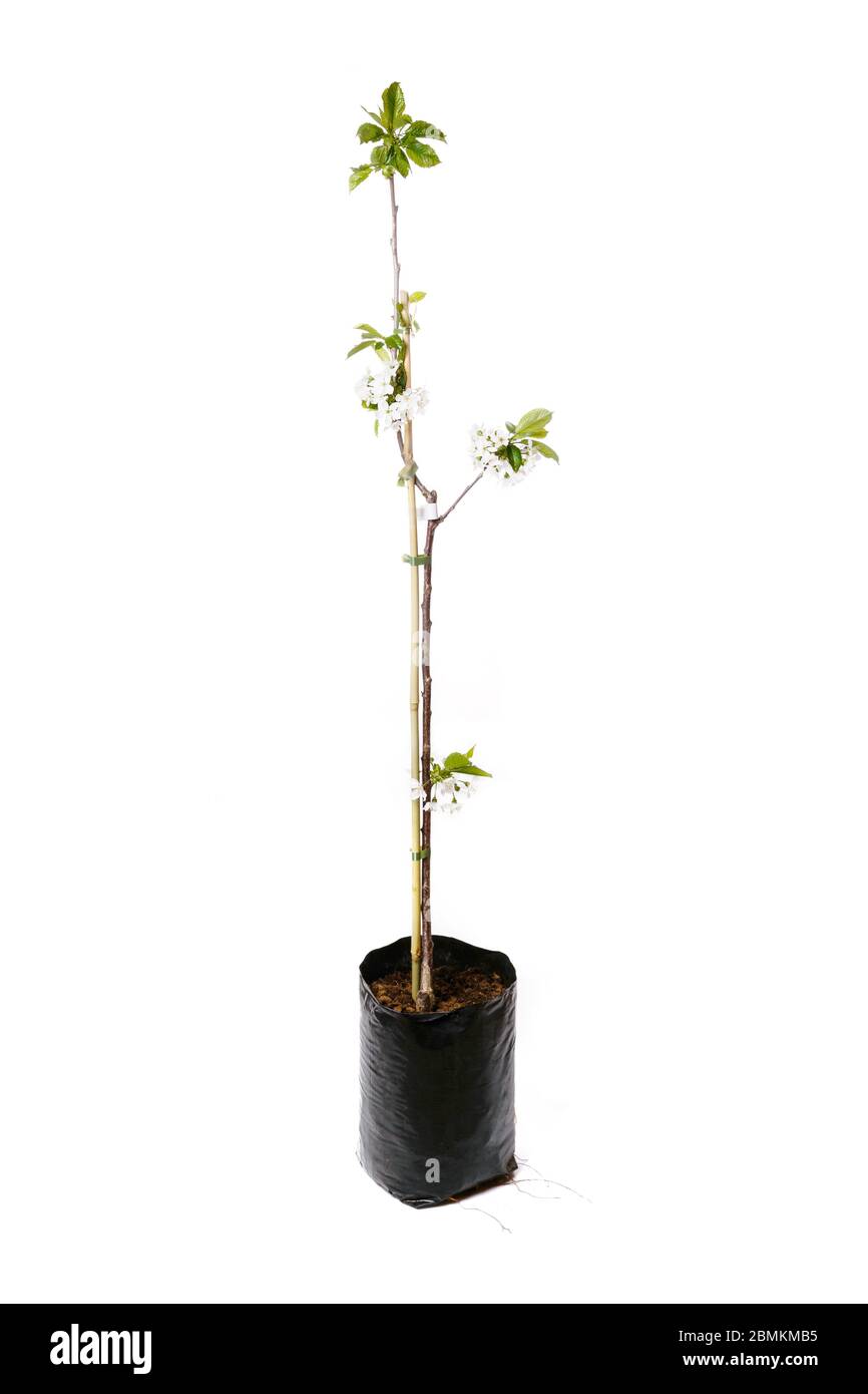 Young green tree saplings Cut Out Stock Images & Pictures - Alamy