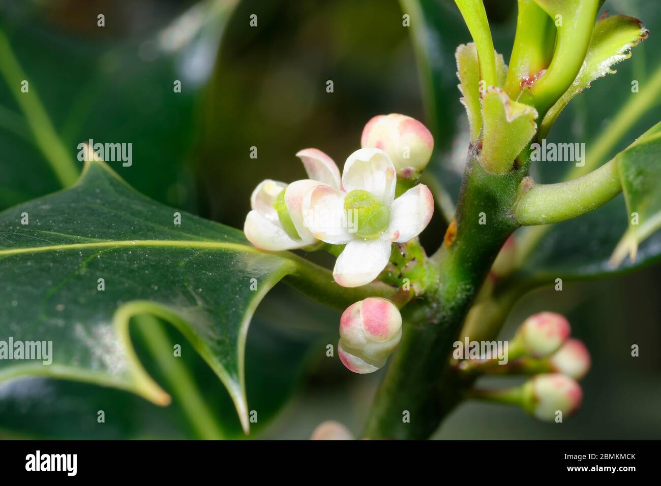 Holly hedge hi-res stock photography and images - Alamy