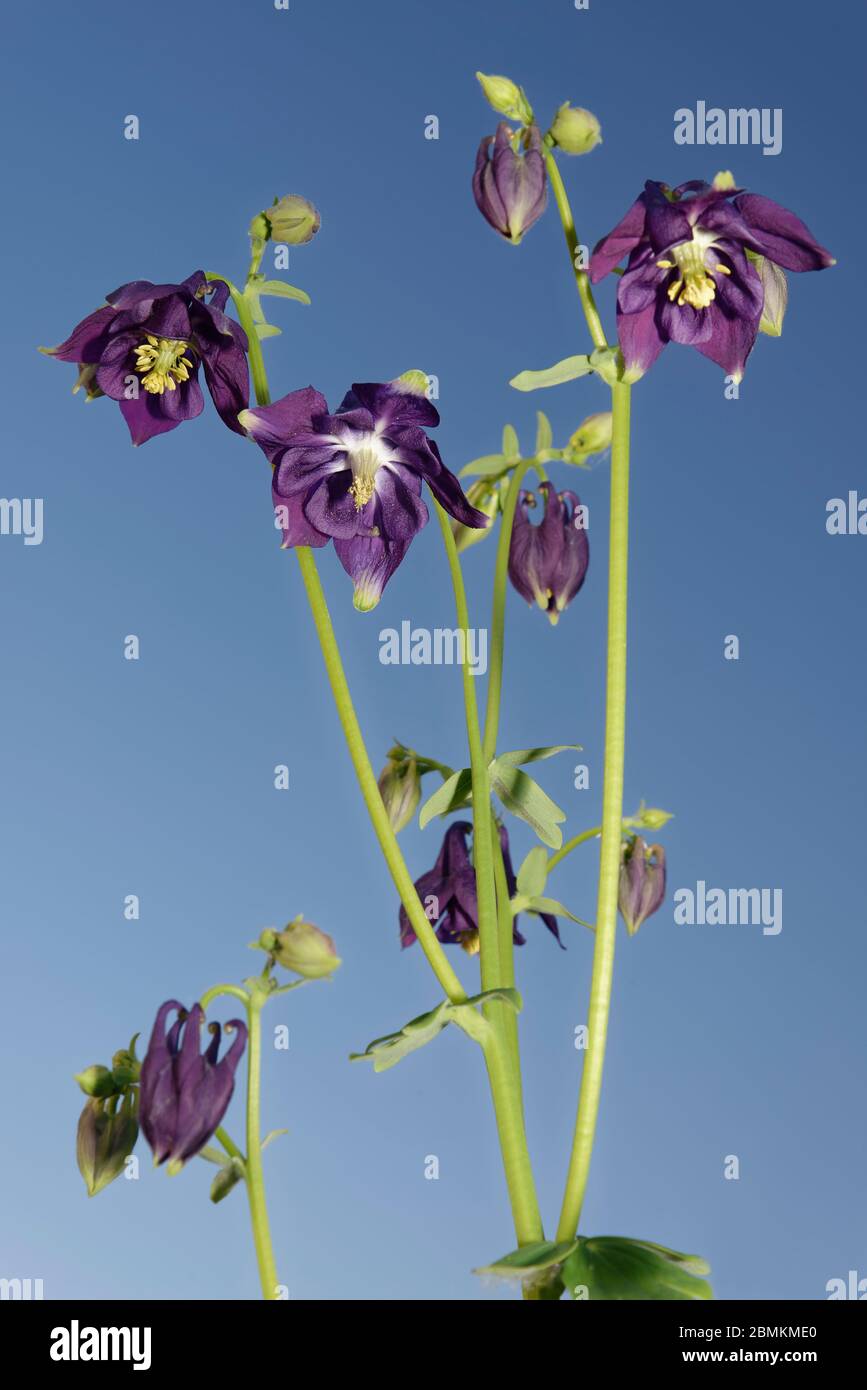 Common Columbine - Aquilegia vulgaris againt blue sky Stock Photo - Alamy