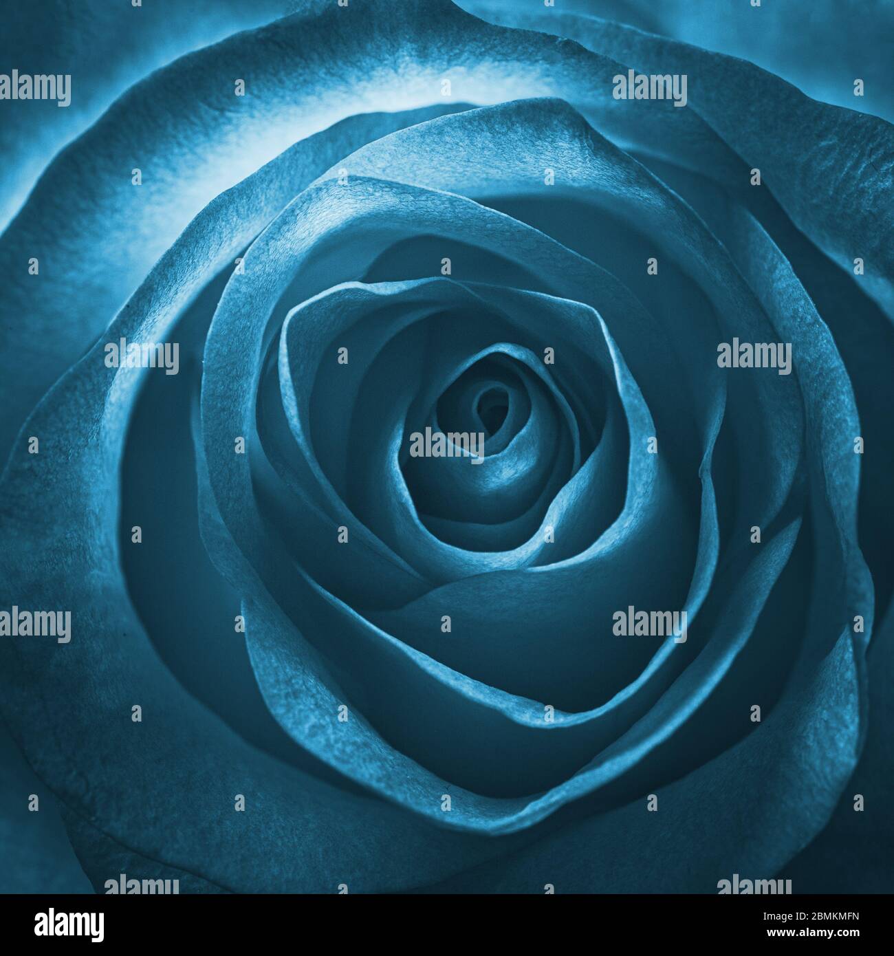 Blue rose swirl square background, studio shot Stock Photo - Alamy