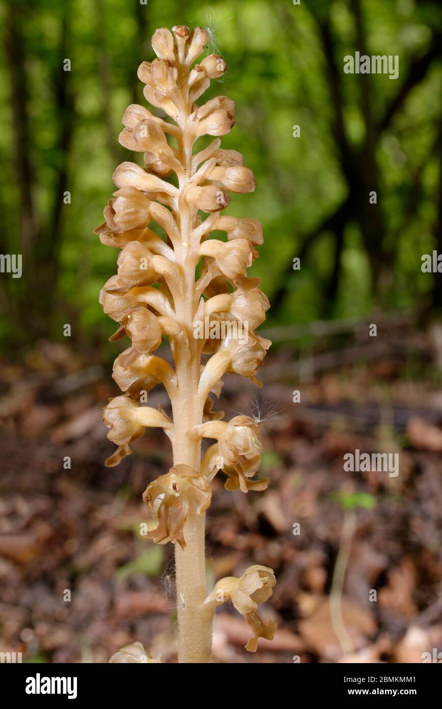 Bird's Nest Orchid - Neottia nidus-avis Flower spike in Cotswold Beech ...