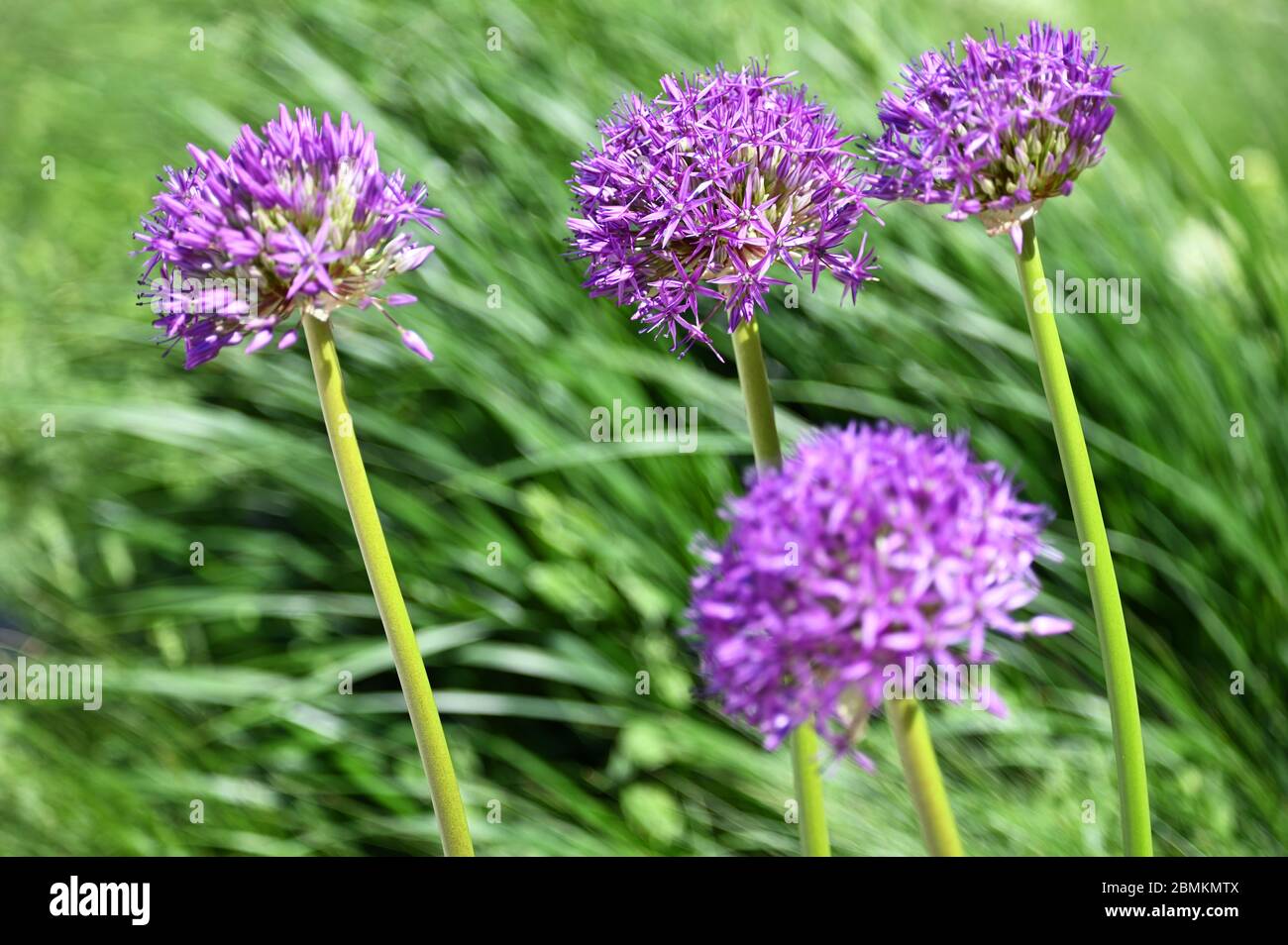 Ornamental Onion flower nature background Stock Photo - Alamy
