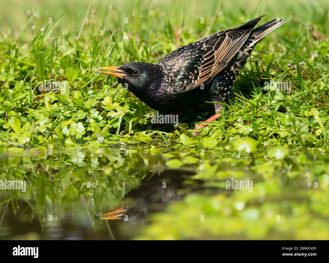 An adult Starling (Sturnus vulgaris) drinking from a garden pond ...