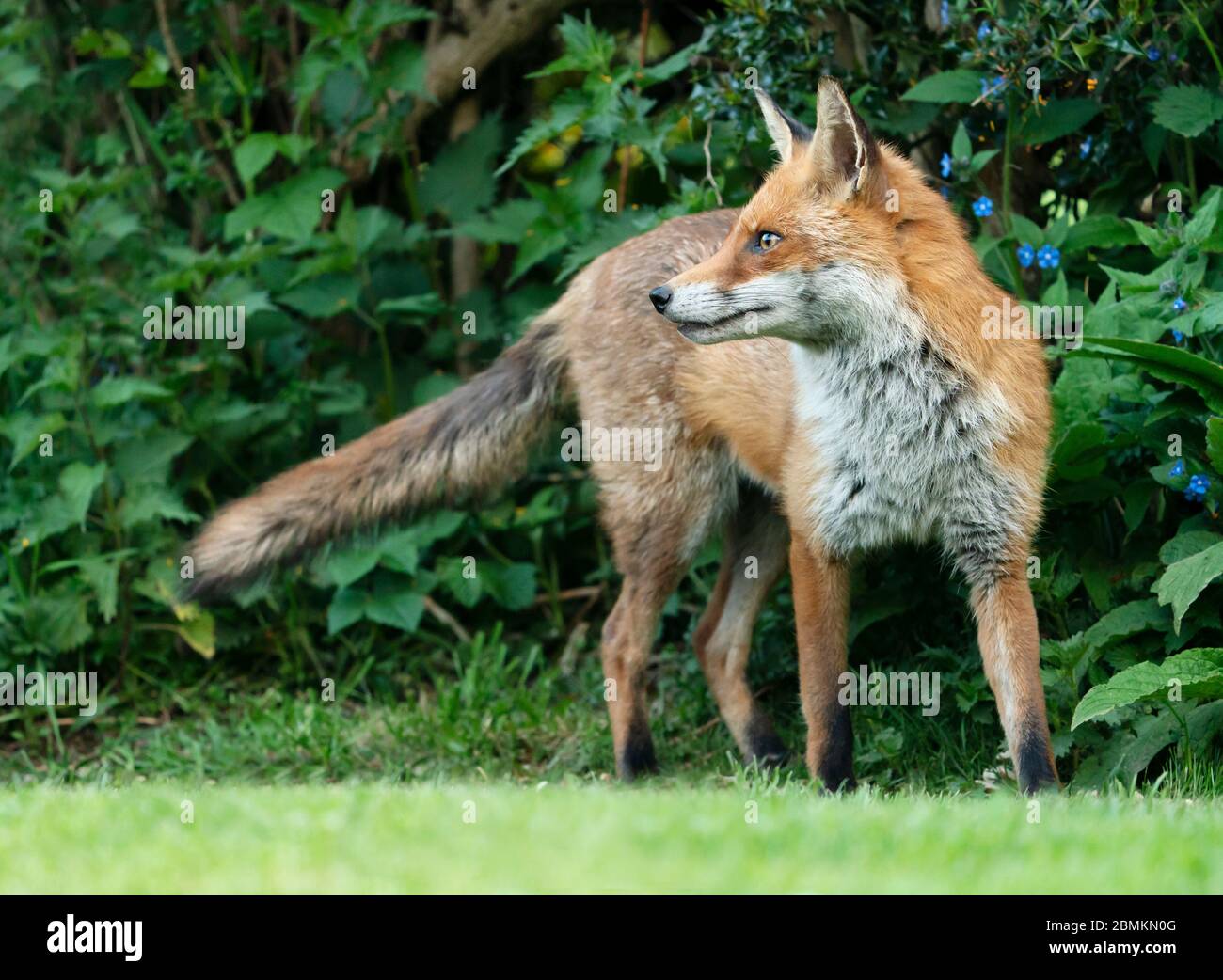 A wild male Red Fox (Vulpes vulpes) emerges from the undergrowth early evening, Warwickshire ...