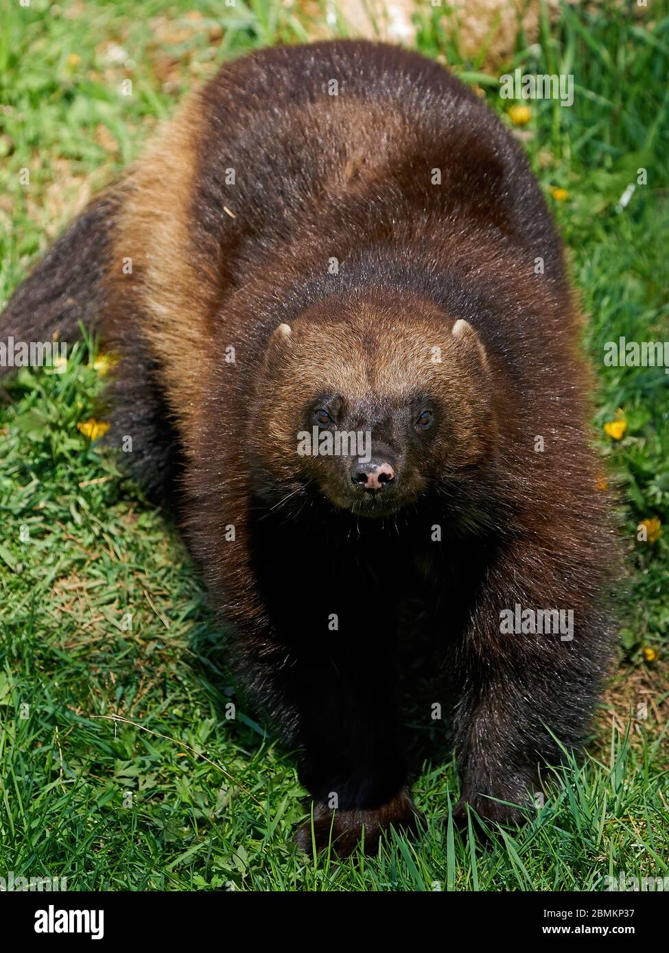 Wolverine (Gulo gulo) in its natural habitat Stock Photo - Alamy