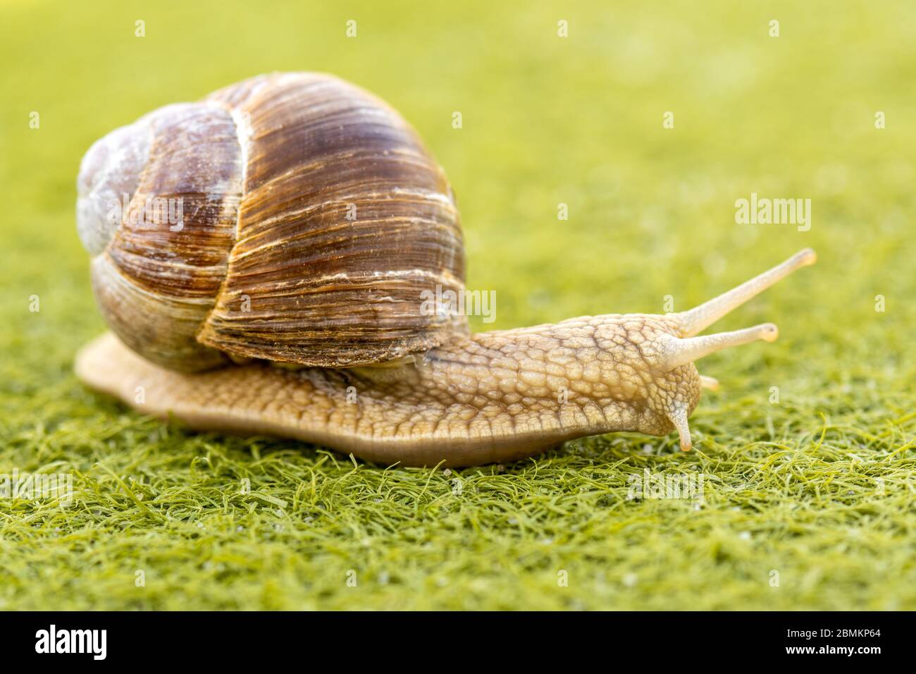 Snail move slowly on artificial grass Stock Photo - Alamy